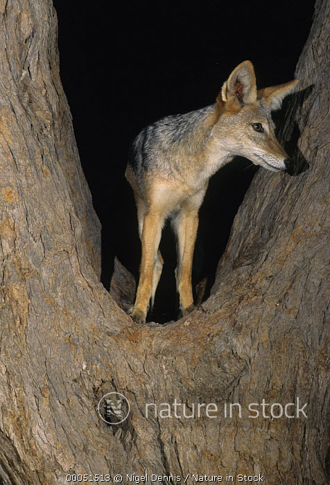 Jackal Tree