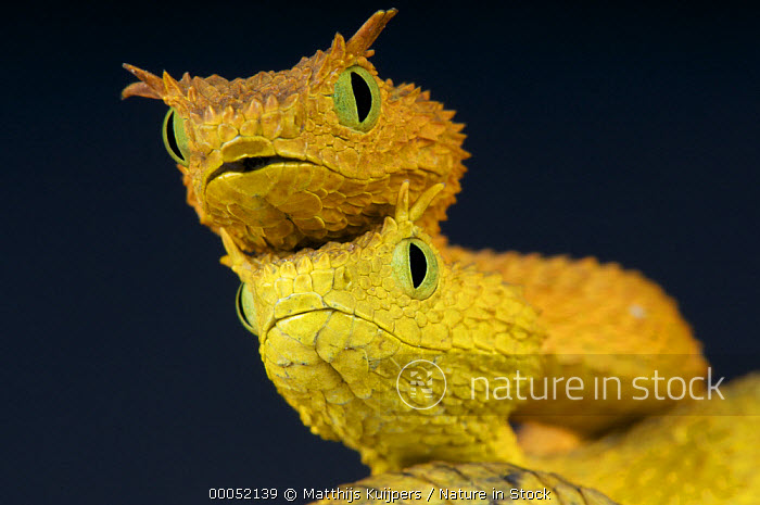 Atheris Ceratophora Bush Vipers (Genus Atheris) · INaturalist