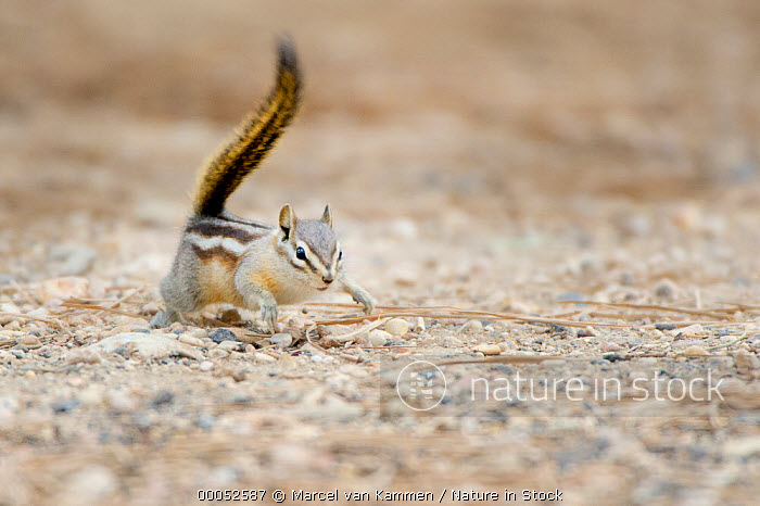Uinta Chipmunk
