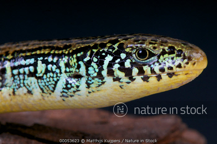 Eastern Glass Lizard