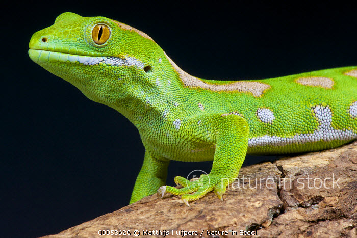Green Lizard 194 New Zealand Green Lizard Stock Photos Free