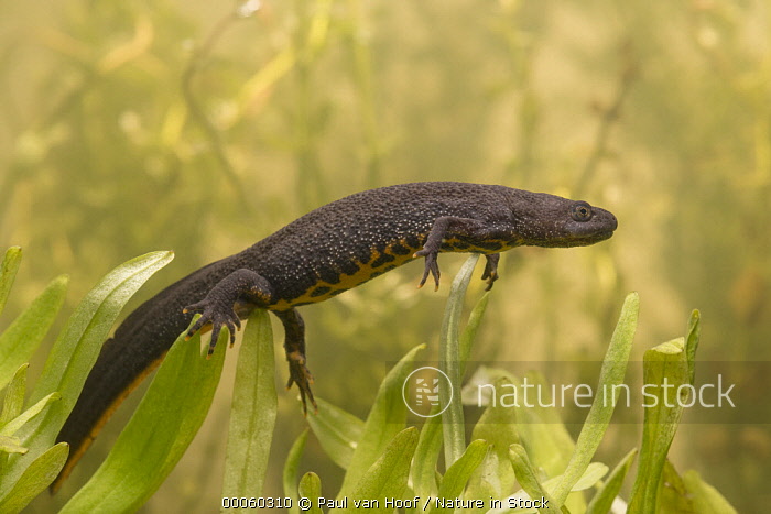 Triturus Cristatus