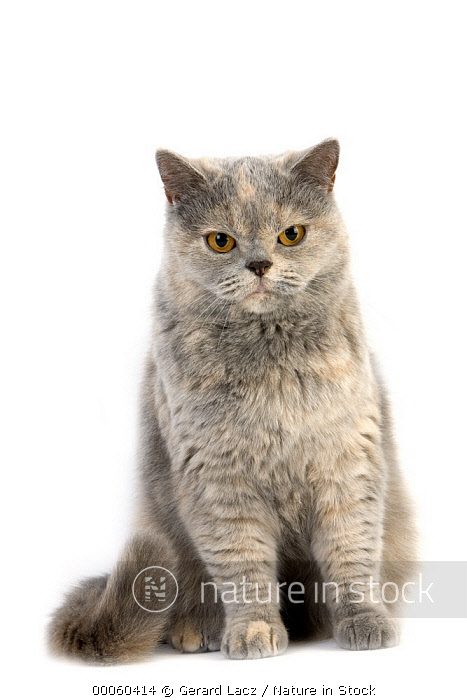 Cream British Shorthair Cats QUEEN BAMBI Queen Of Cats