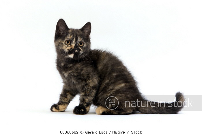 British Shorthair Tortoiseshell European Shorthair Wikipedia