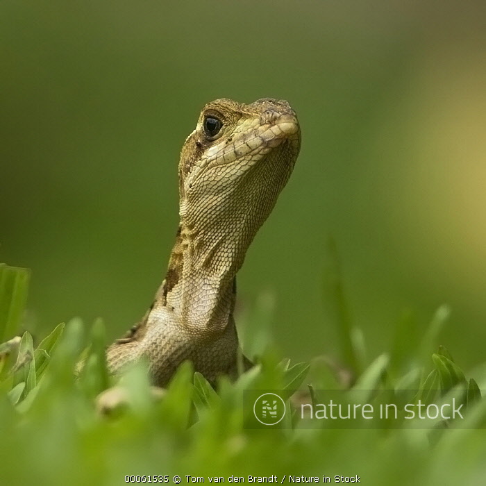 Jesus Christ Lizard Photo