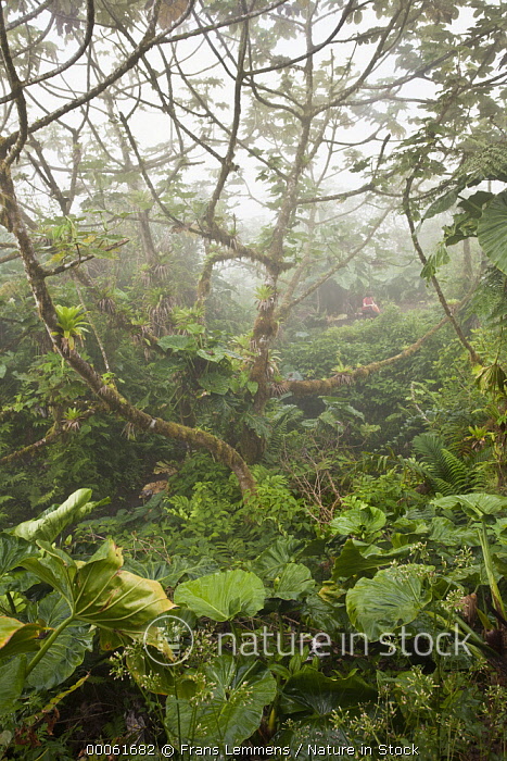 Nature in Stock