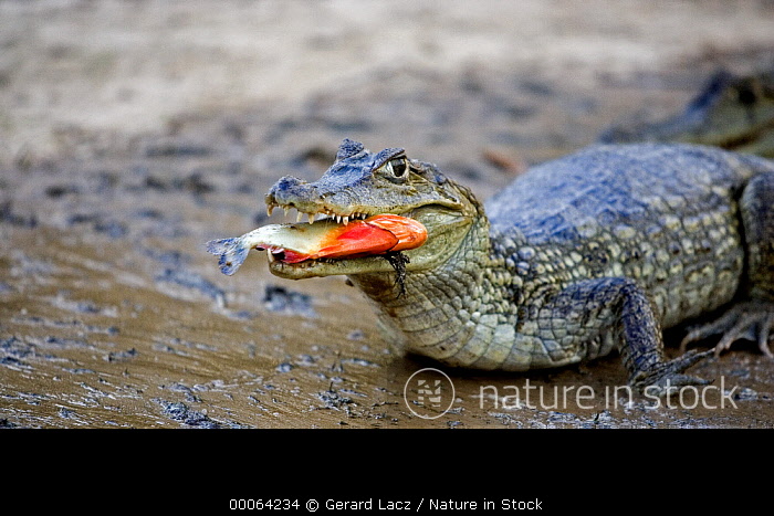 Spectacled Caiman