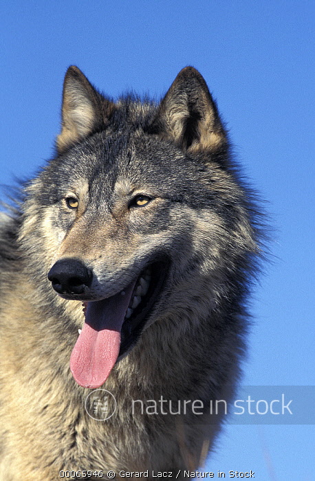 Adult Grey Wolf