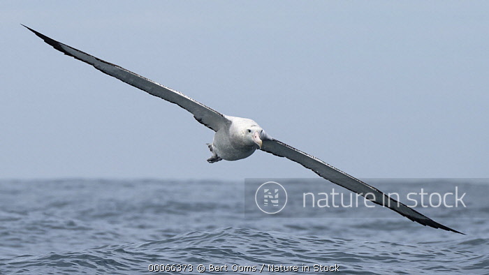 Great Albatross In Flight