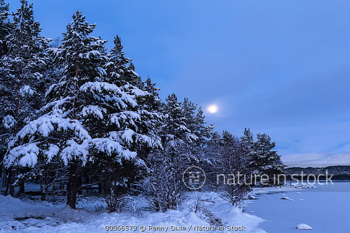 Winter Pine Trees Night