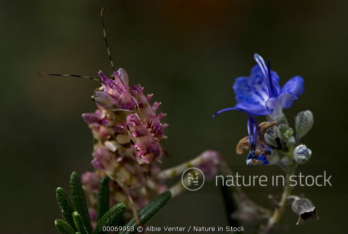 Tricolor Flower Mantis