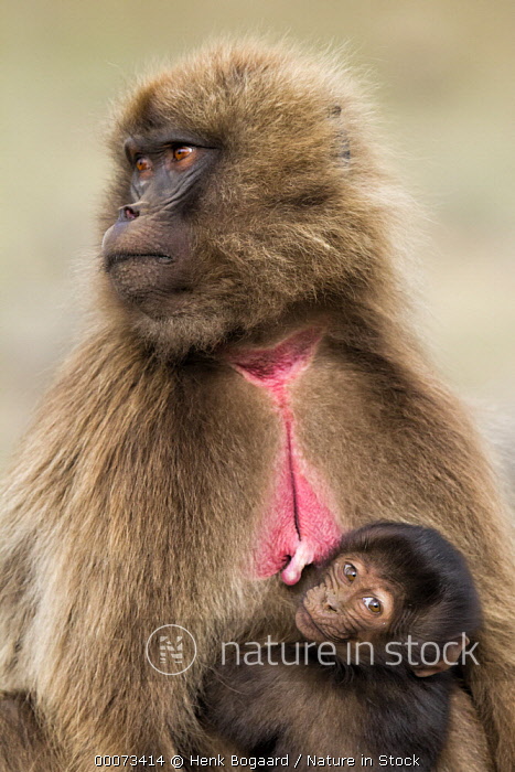 Gelada Baboon Baby