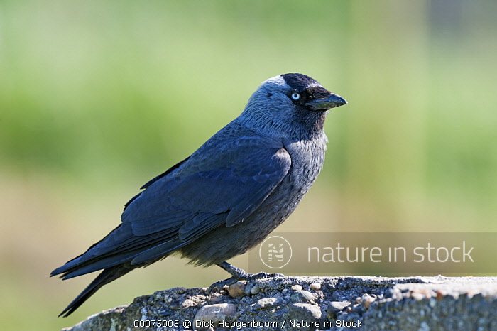 Nature in Stock