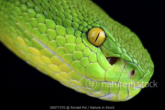 Lime Green Viper