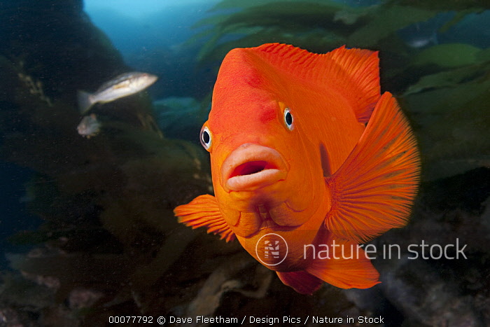 Garibaldi Fish Kelp Forest