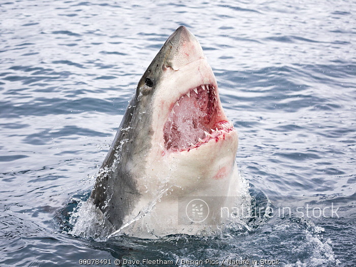 Great White Shark From Above