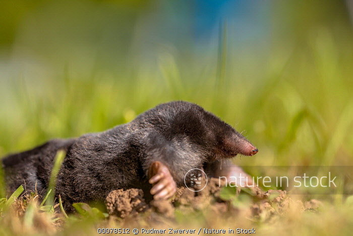 European Mole