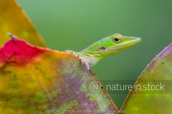 Anolis Porcatus
