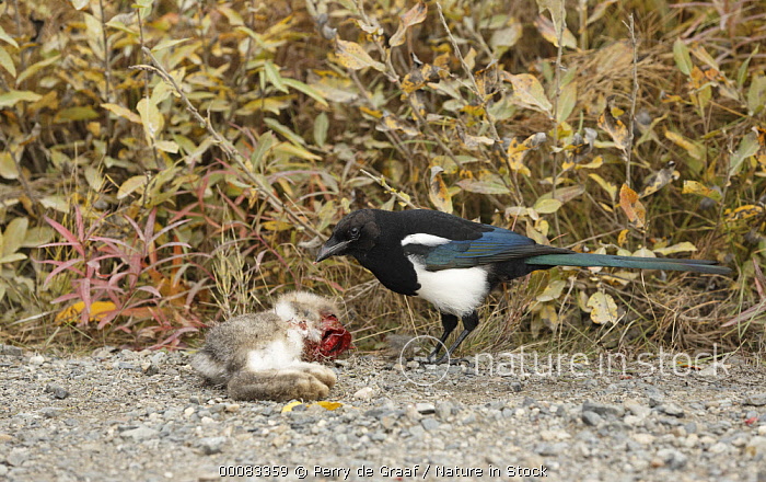 Black Billed Magpie In Alaska