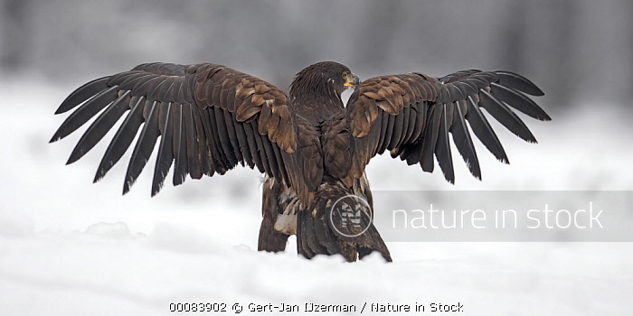 Eagle Wings Back 11,931 Bald Eagle Wings Stock Photos Free