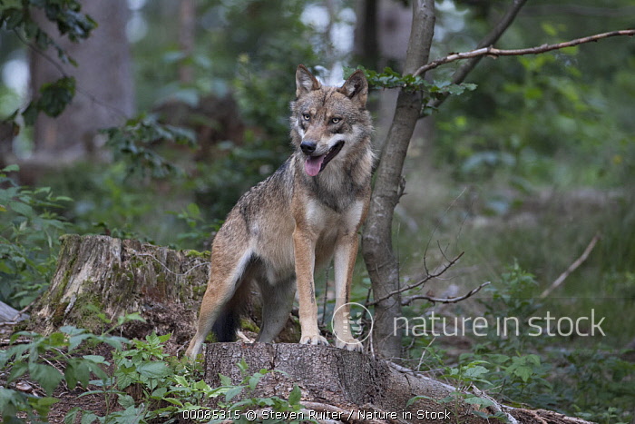 Wolf Nature Tree The Oldest Wolf In Yellowstone Welcomes A New