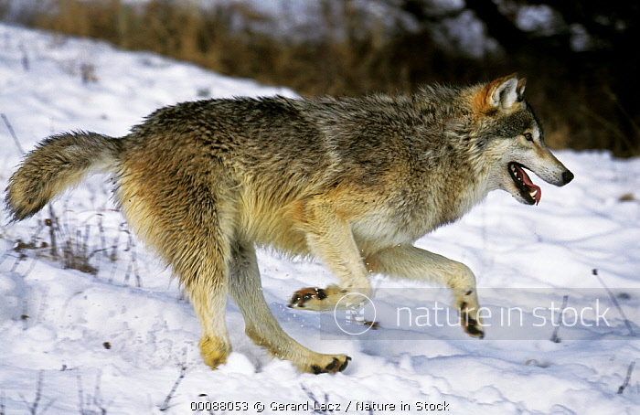 Gray Wolf Running Side View