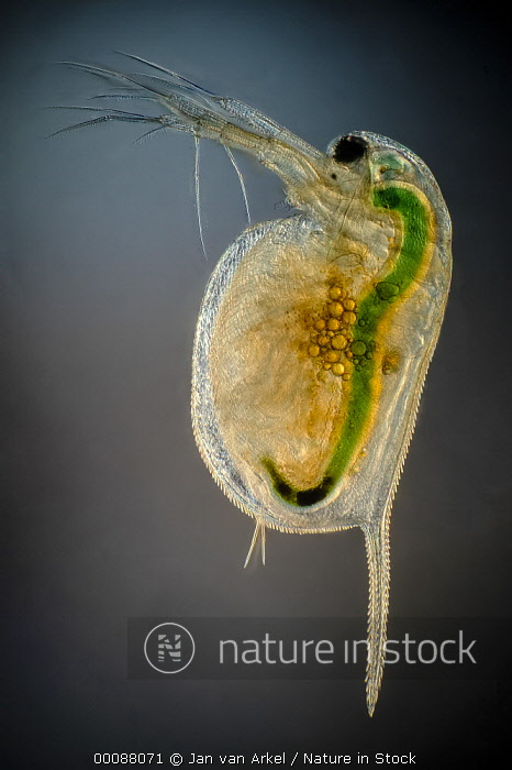 Daphnia Magna In Water