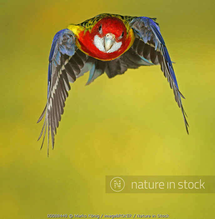 Eastern Rosella Flying