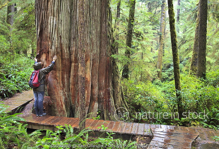 Canadian Red Cedar Pathway Cheewhat Giant Canada's Largest Tree