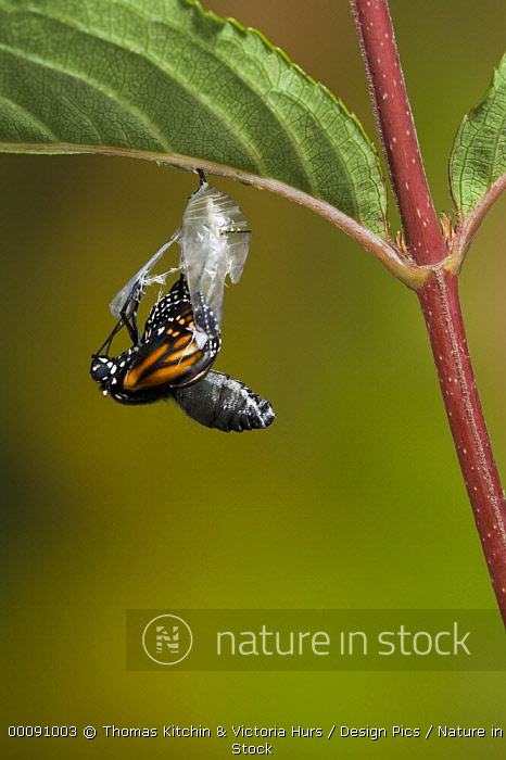 Monarch Butterfly Emerging From Cocoon