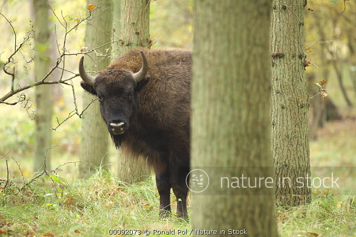 Nature in Stock
