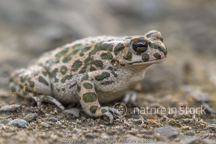 European Green Toad