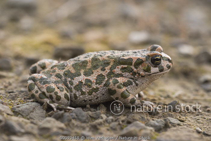 European Green Toad