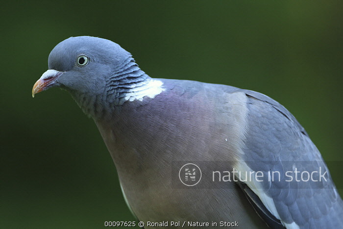 Nature in Stock
