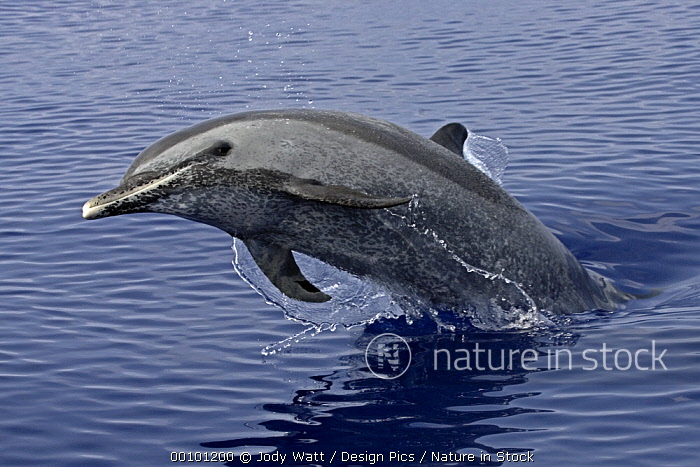 Pantropical Spotted Dolphin Photo Atlantic Spotted Dolphin
