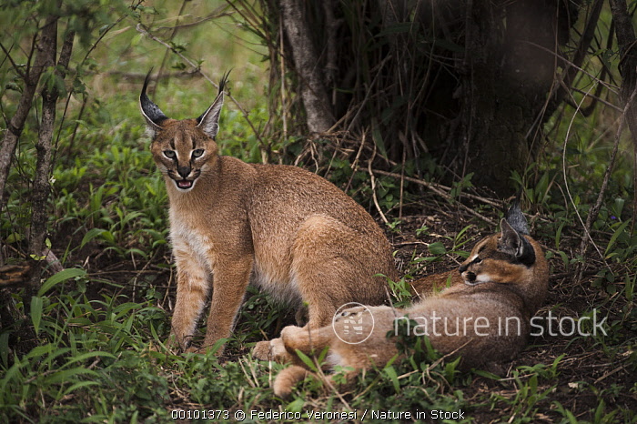Caracal Cubs