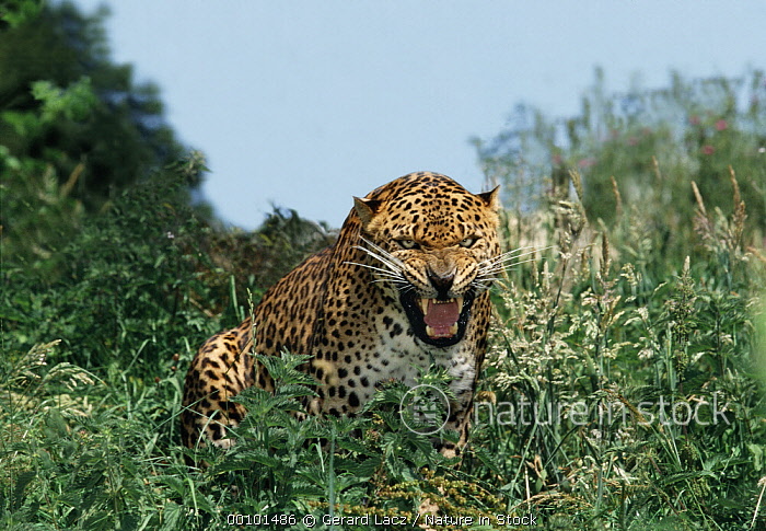 Snarling Leopard Stock