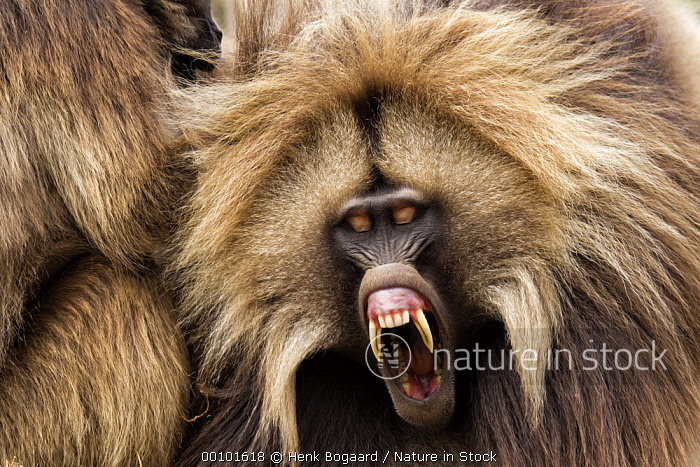 Gelada Baboon Teeth