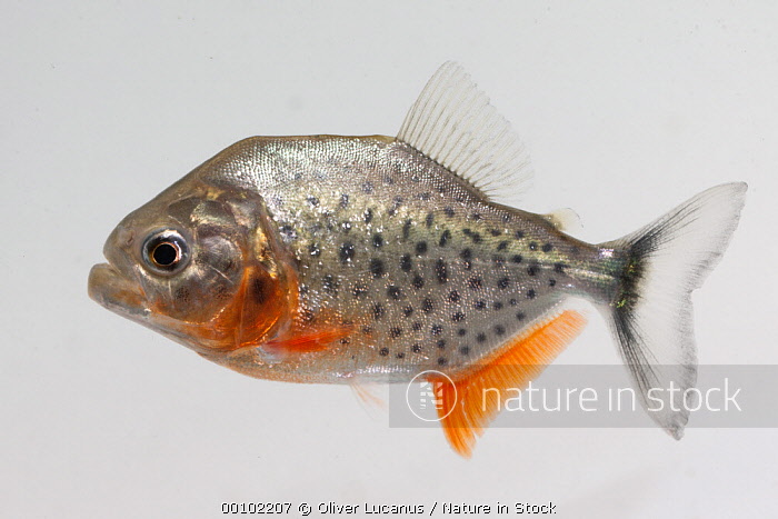 Red Belly Piranha Juvenile