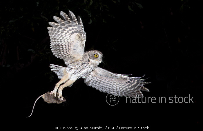 Eastern Screech Owl Flying