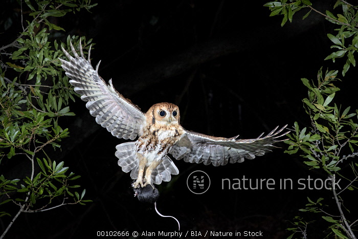Eastern Screech Owl Flying