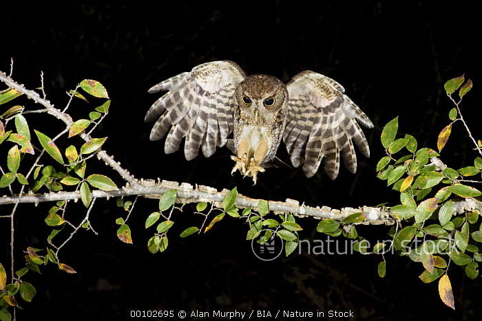 Eastern Screech Owl Flying