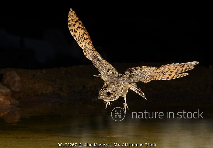 Common Poorwill In Flight