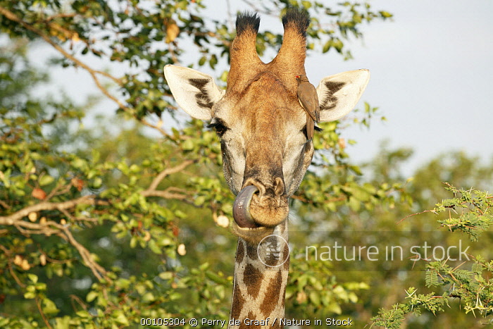 World Africa Nosey Giraffe