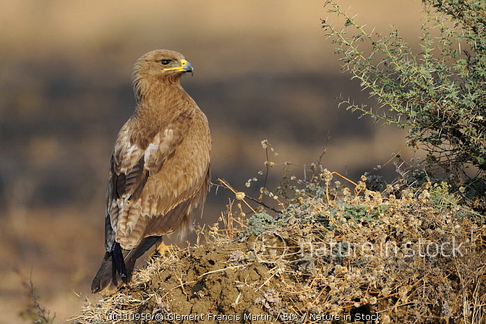 Indian Spotted Eagle