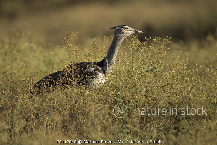 Nature in Stock