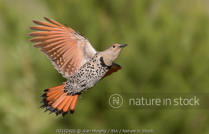 Northern Flicker Flying Flying Flicker | Northern Flicker In Flight