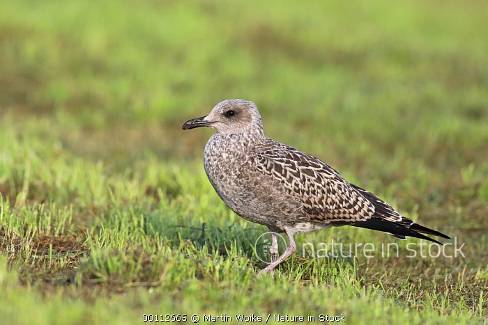 Juvenile Lesser Blackbacked Gull At Hamilton Juvenile Gull: Over 7,353