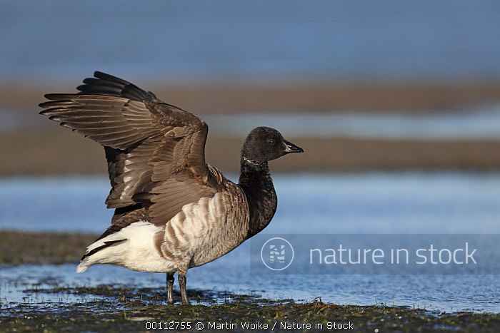 Nature in Stock