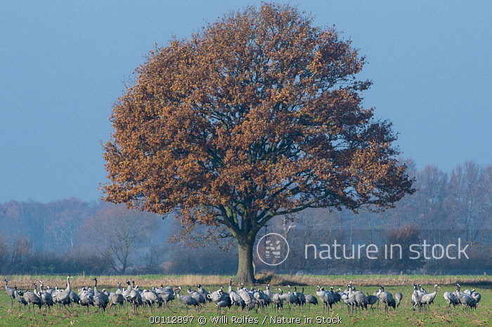 Nature in Stock